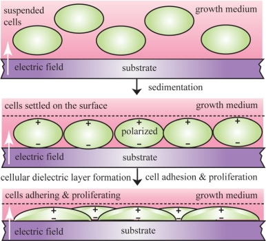 IBIS - Integrated Biomorphic Information Systems Laboratory